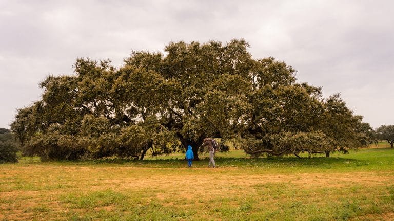 Amazing secular holm oak tree in Alentejo