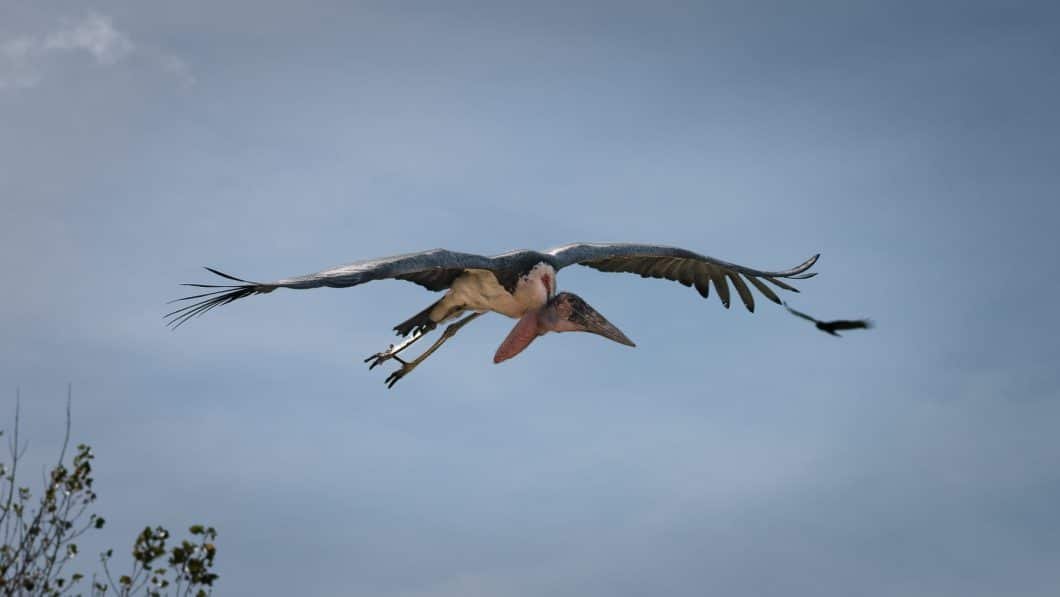 Discover the Beauty of Badoca Safari Park in Portugal: A Perfect Family ...